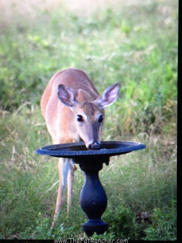 A Wildlife Guzzler Gives Your Wildlife a Helping Hand - The Fat Rancher