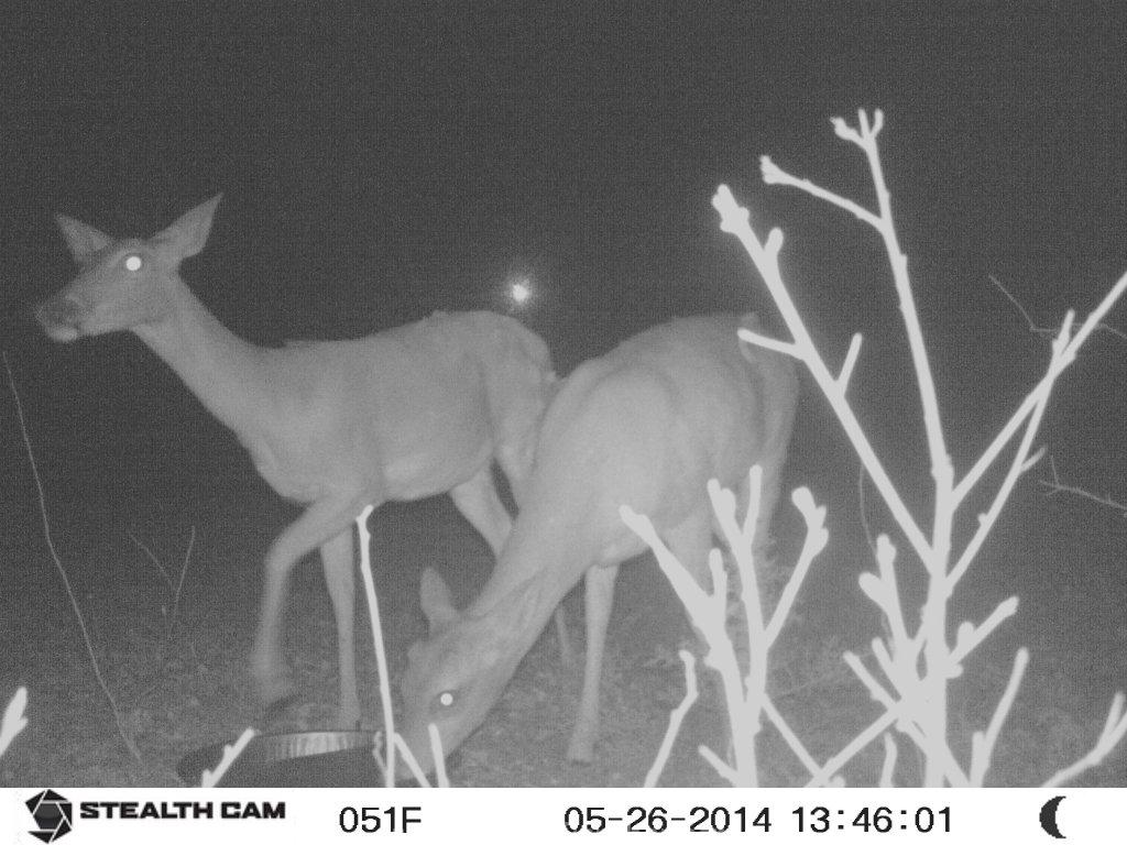 A Wildlife Guzzler Gives Your Wildlife a Helping Hand - The Fat Rancher